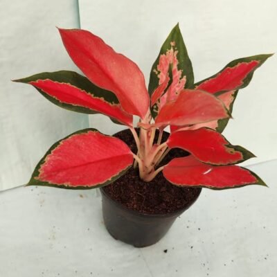 Shop – praanadhaara